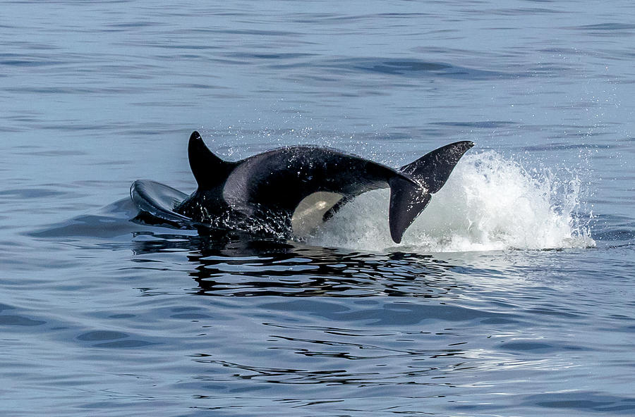 Orca Makes A Splash Photograph by Randy Straka - Pixels