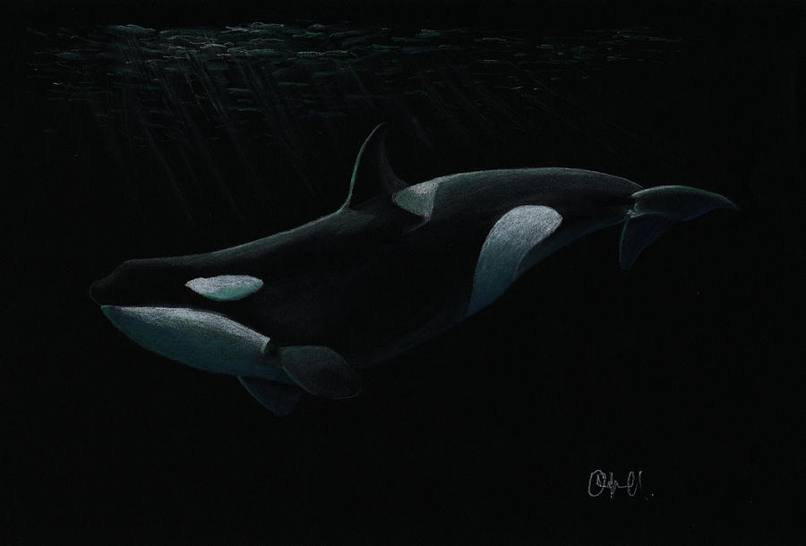 Orca Night Hunt Drawing by George Campbell - Pixels
