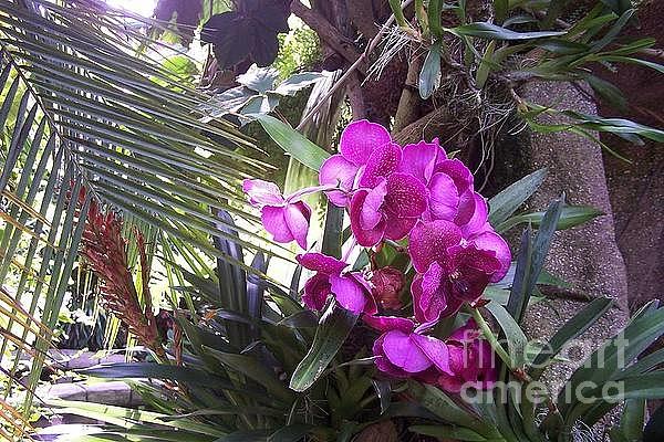 Orchids 3 Photograph by Cathy Rutherford - Fine Art America