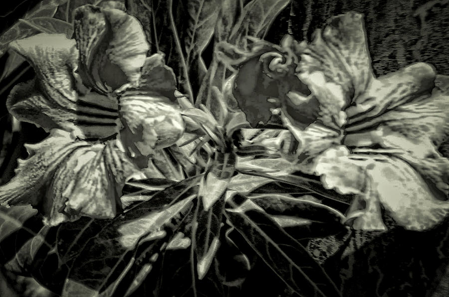 Orcus Digital Art by David Miller - Fine Art America