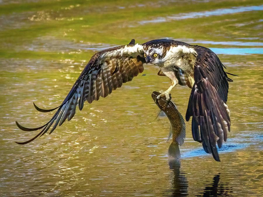Osprey Extraordinaire... Photograph by David Choate - Pixels