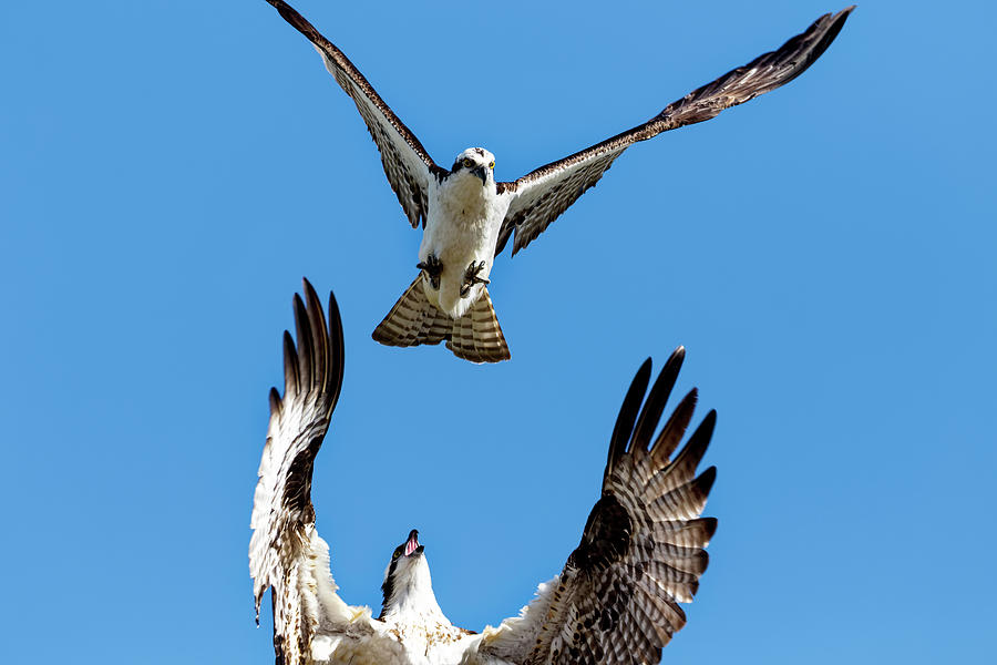 Osprey Nesting Attack Photograph by Darrell Gregg - Pixels