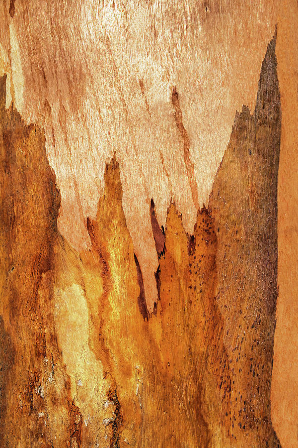 Outback Tree Bark - South Australia 2 Photograph by Lexa Harpell - Fine ...