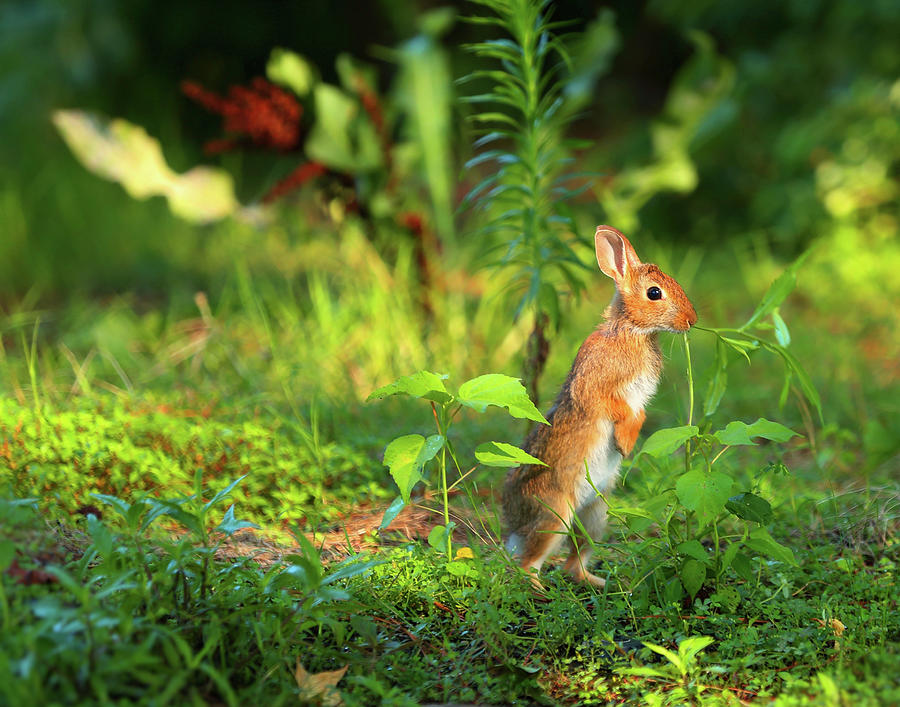 Outdoor And Garden- Rabbit Photograph by Siyano Prach - Pixels