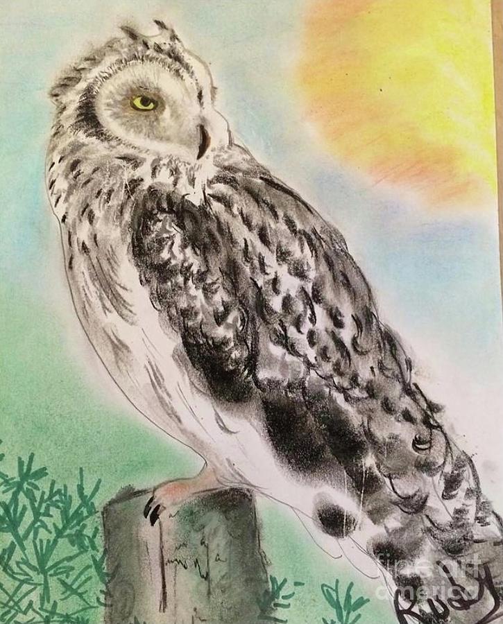Owl in the sun Drawing by Ruby Ruby - Fine Art America