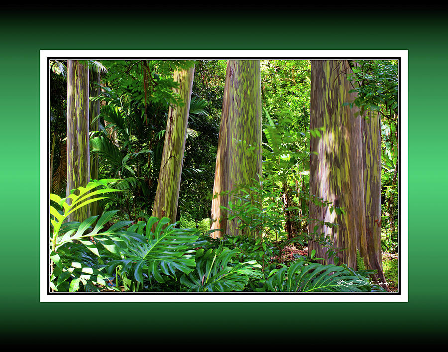 Painted Eucalyptus tree Photograph by Rob DeCamp | Pixels