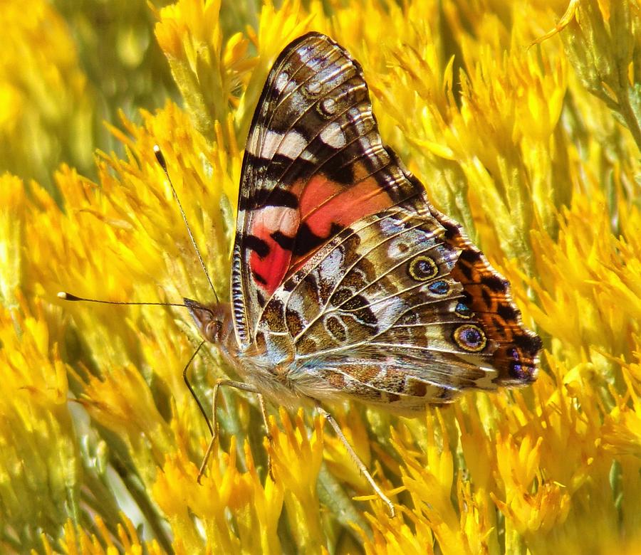 Painted Lady Magic Photograph by Lois Rivera - Pixels