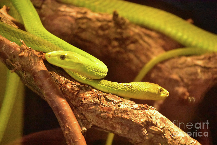 Pair of Coiled Green Mamba Snakes in a Tree Photograph by DejaVu ...
