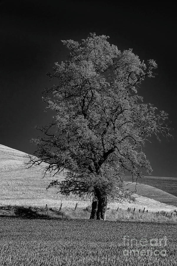 Paired Palouse Trees 2 Photograph by Bob Phillips - Fine Art America