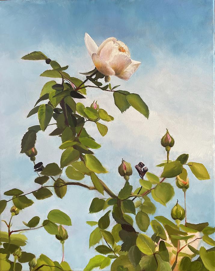 Pale Rose in Berkeley Painting by Sarah Stricker - Fine Art America