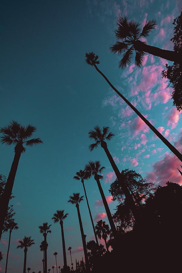 Palm Tree Cornucopia Photograph by Christopher Thomas - Fine Art America