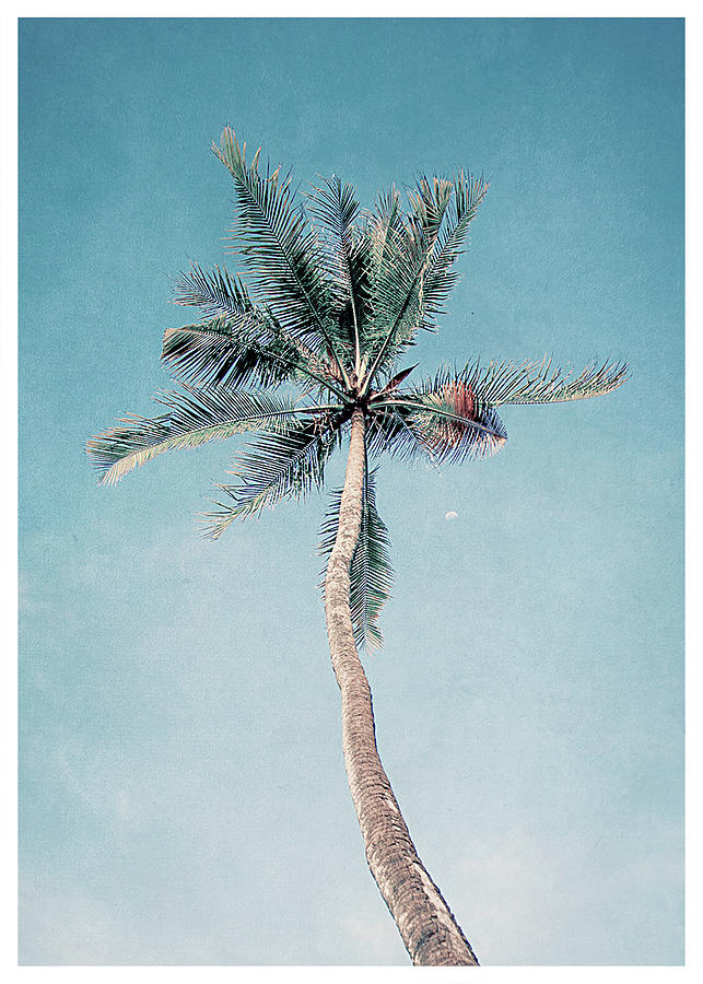 Palm tree Digital Art by Dennson Creative - Fine Art America