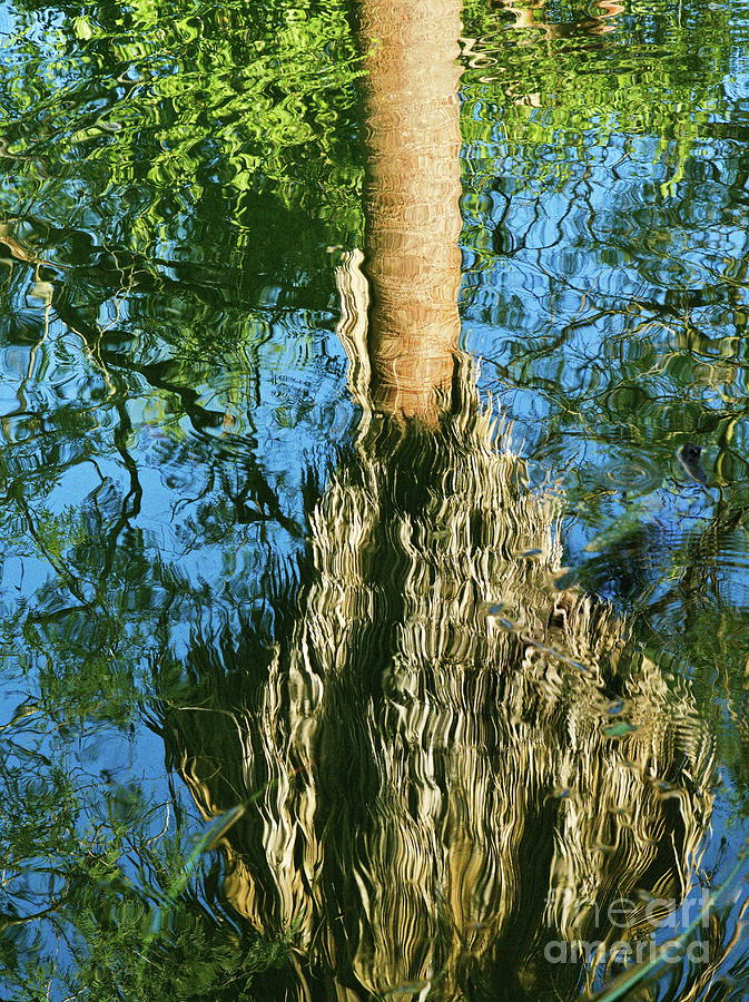 Palm Tree Reflection Photograph by Gary Richards - Fine Art America