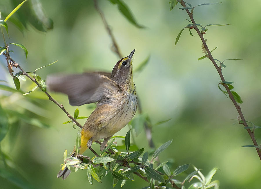 Palm Warbler 2 Photograph by Fraida Gutovich - Fine Art America