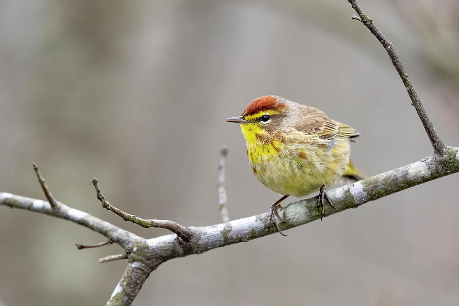 Palm Warbler - 2023011510 Photograph by Mike Timmons - Pixels