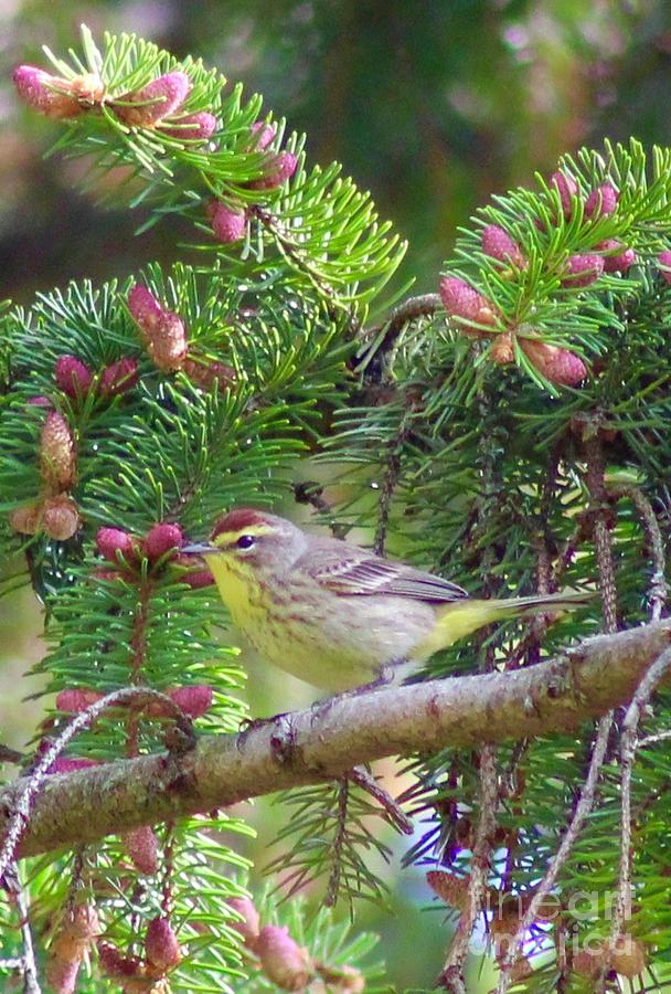 Palm Warbler in Spruce Photograph by Kerri McCaffrey - Fine Art America