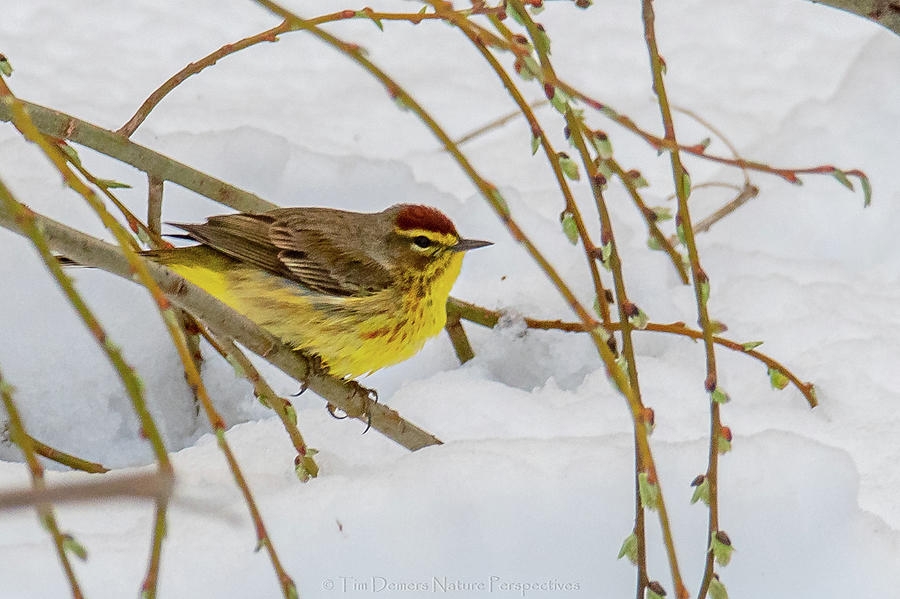 Palm Warbler Photograph by Tim Demers - Fine Art America