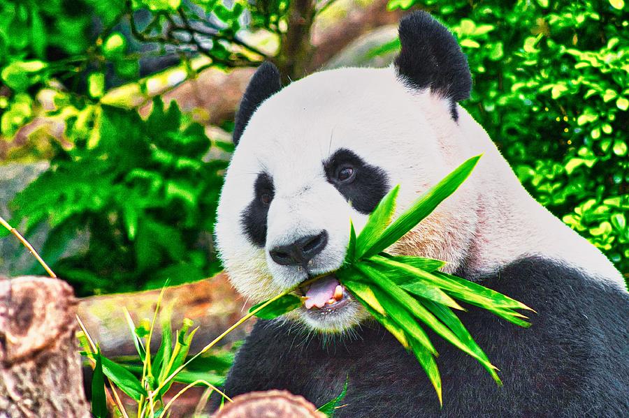 Panda Having A Snack Photograph by James Yoke | Pixels