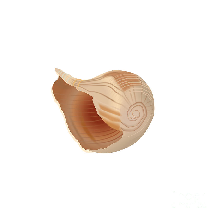 Paper Fig Shell Digital Art by Kathryn Yoder - Fine Art America