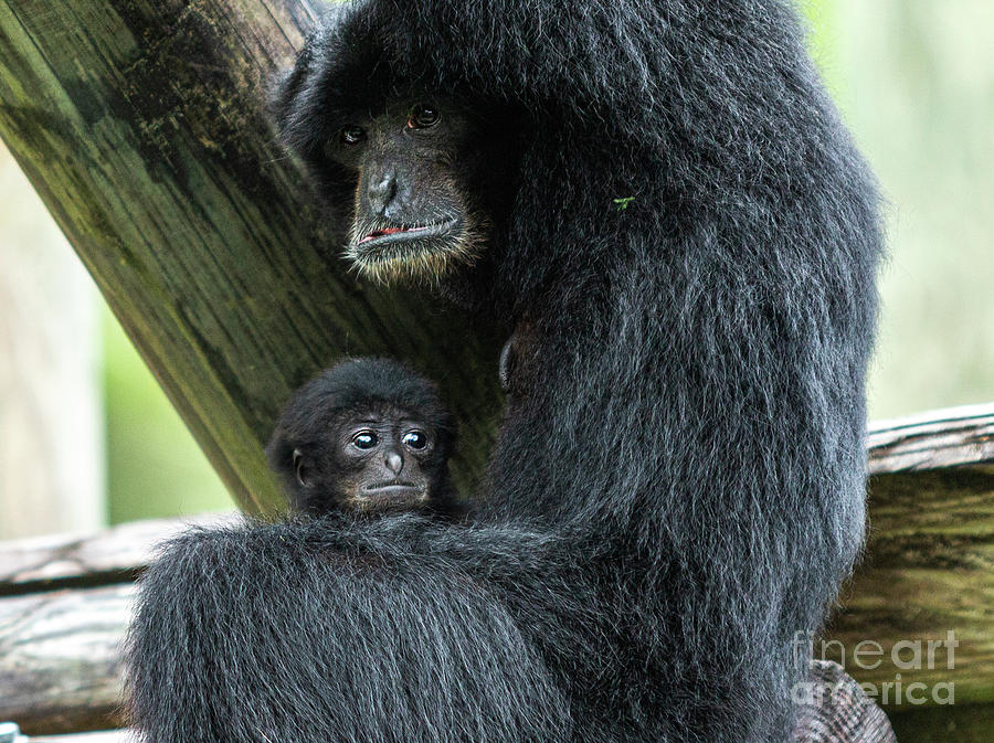 Parent and child siamang ape Photograph by David Wood - Pixels