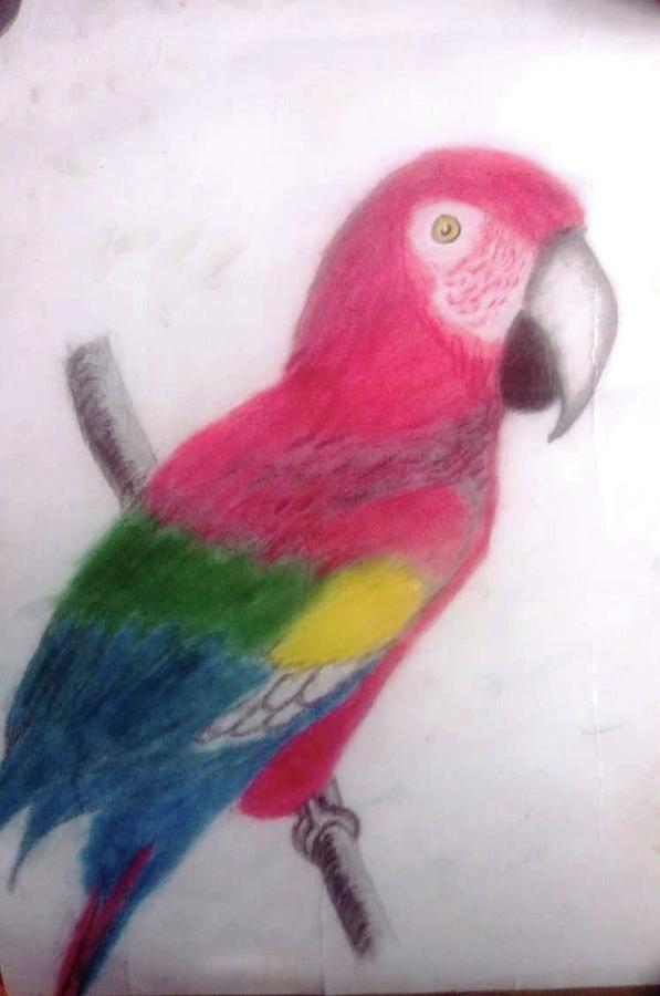 Parrot Pastel by Abasienyene Ekwere - Fine Art America