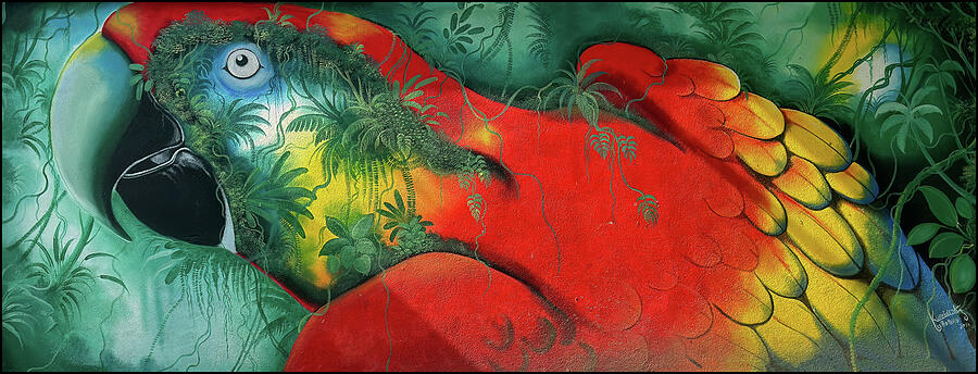 Parrot Mural Photograph by Teresa Wilson - Fine Art America
