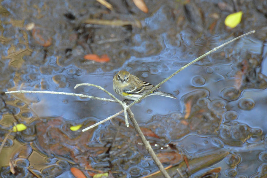 Warbler in Migration at Blue Springs State Park Florida Photograph by ...