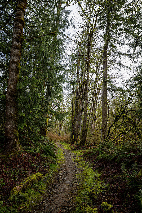 Patch through the Forest Photograph by Patrick Lyon - Pixels