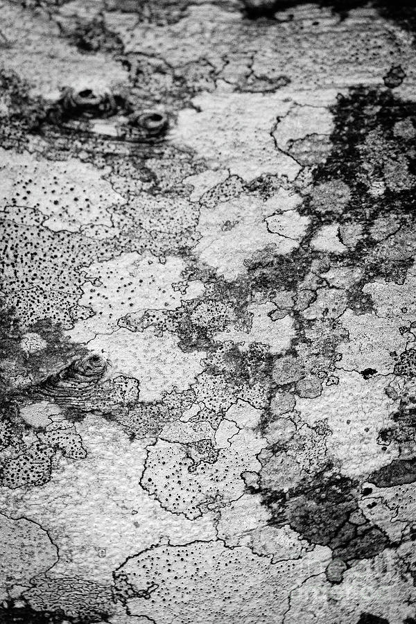 Patchy Tree Bark bw Vertical Effects Photograph by Eddie Barron | Pixels