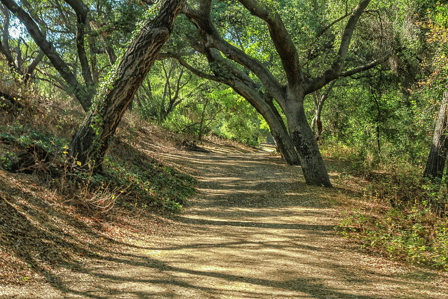 Path Under Canopy Photograph by Robert Hebert - Fine Art America