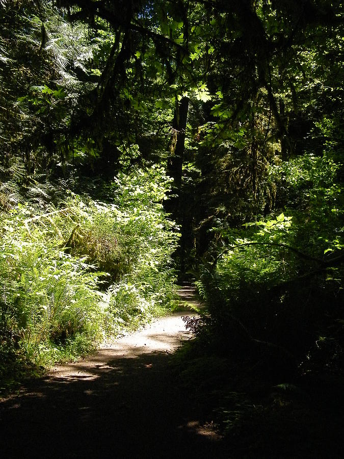 Paths #2 Photograph by Keri Epperson Photography - Fine Art America