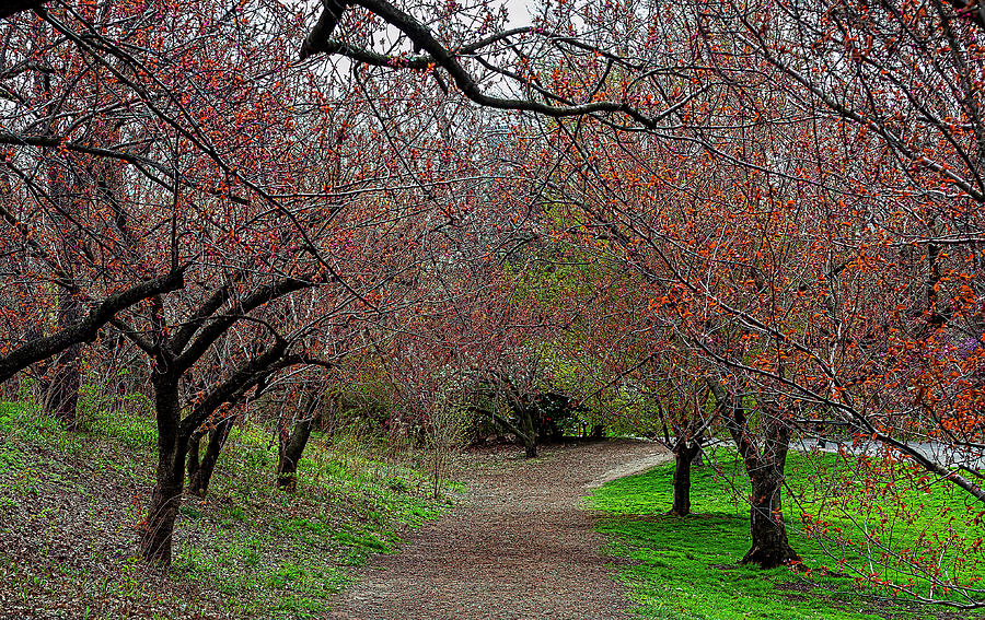 Pathway to Spring Photograph by Robert Ullmann - Fine Art America
