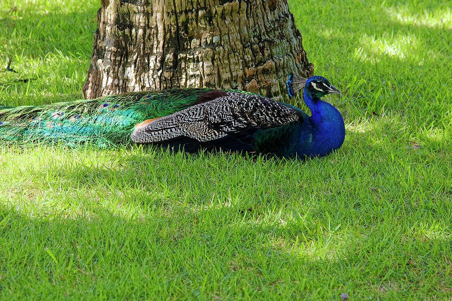 Peacock Sitting Photograph By Sally Weigand