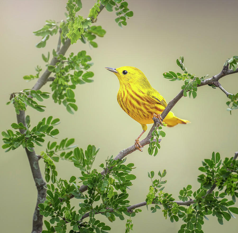 Perched Yellow Warbler South Texas Photograph by Joan Carroll - Fine ...