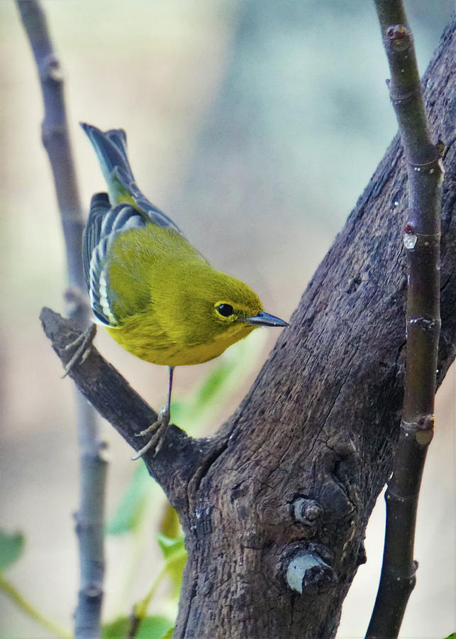 Perfect Pine Warbler Perch Photograph by Karen Beasley - Fine Art America
