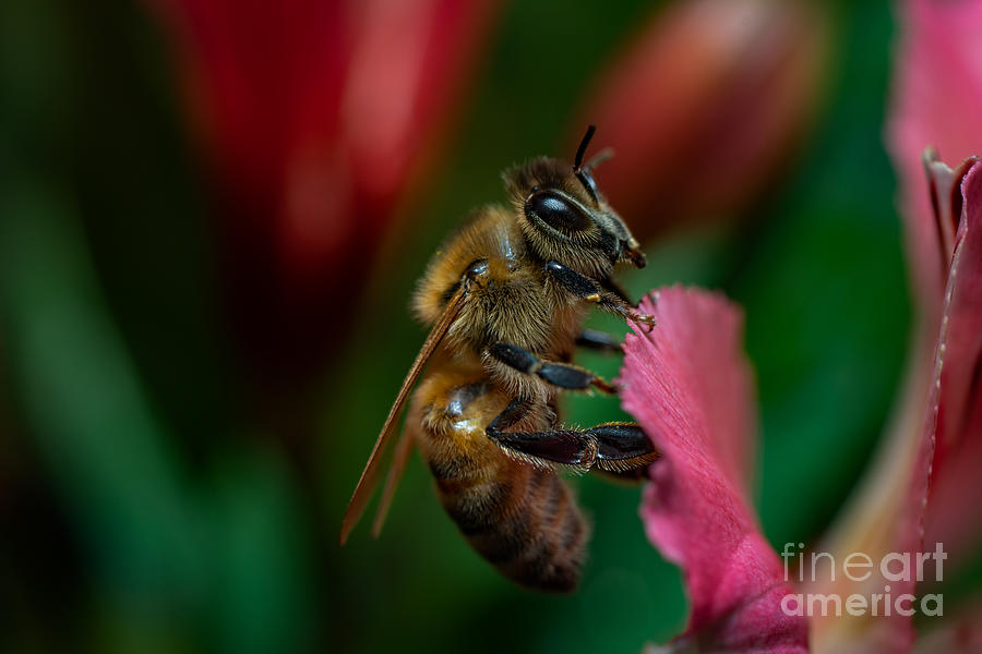 Peruvian Bee 2 Photograph by Ollie Thor Fonite - Pixels