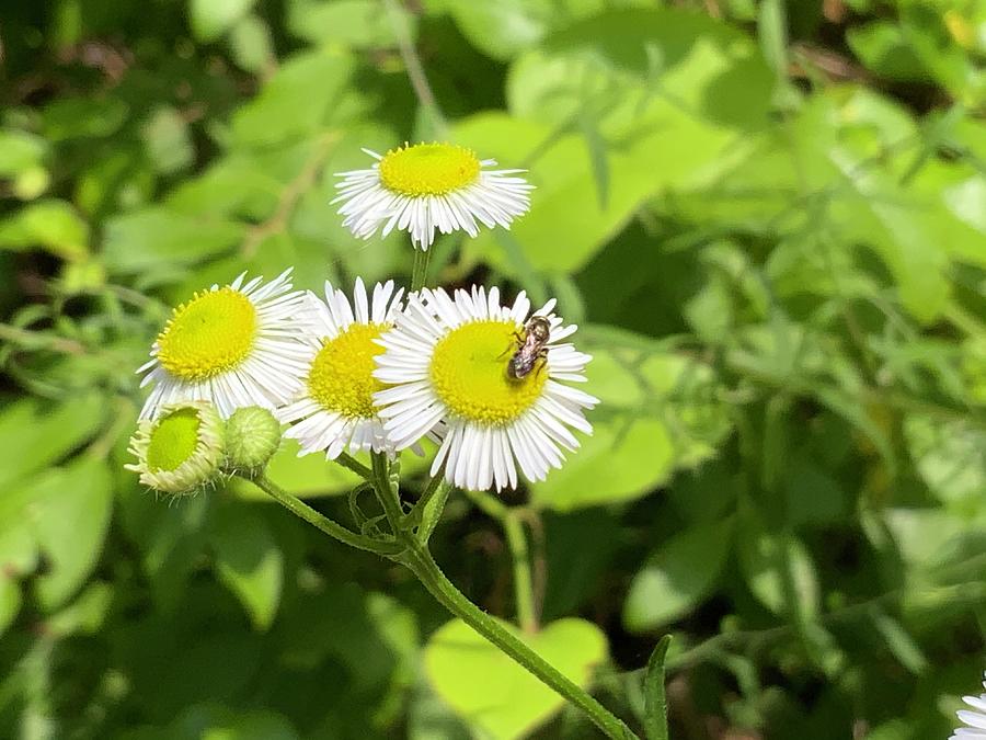 Fleabane Photograph by Eva Fromer - Pixels