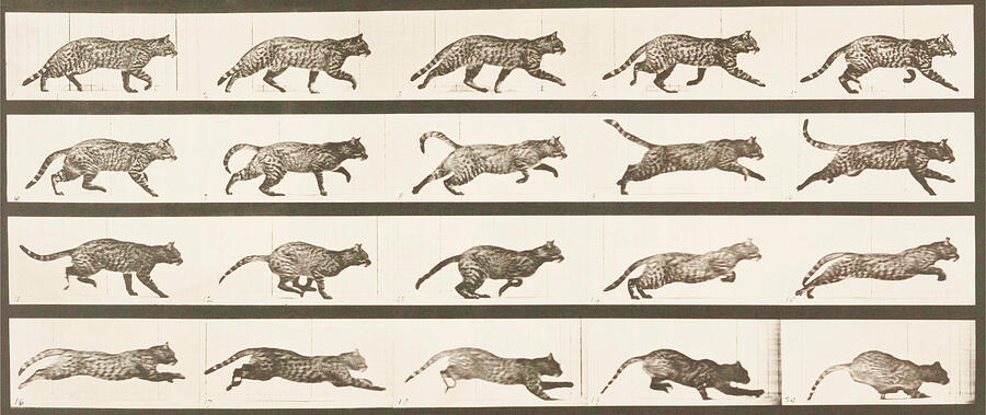 Photographic Motion Study, Plate 12, c1887 Photograph by Eadweard ...