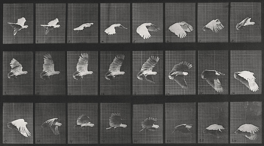 Photographic Motion Study, Plate 23, c 1887 Photograph by Eadweard ...