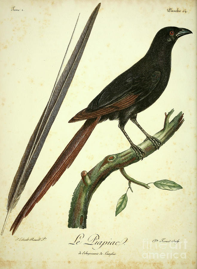 Piapiac africain - piapiac c1 Drawing by Historic illustrations - Fine ...