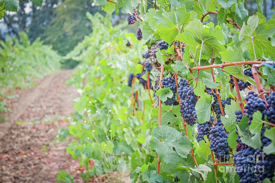 Picking Time Photograph by Suzi Schirm - Fine Art America