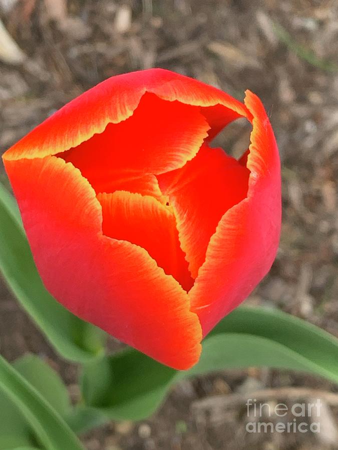 Picture Perfect Tulip Photograph by Kim Seelig - Fine Art America