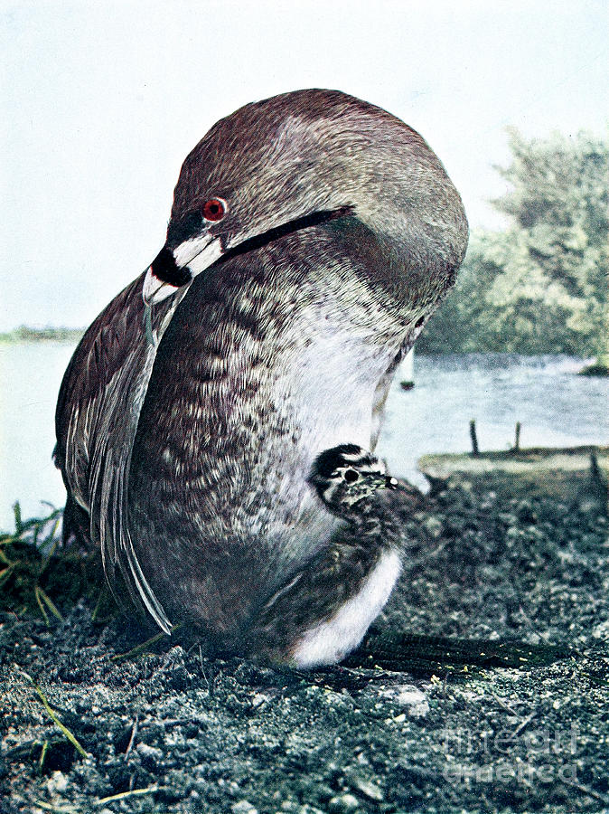 pied-billed grebe Podilymbus podiceps c1 Photograph by Historic ...