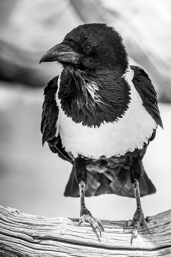 Pied Crow BW Photograph by MaryJane Sesto - Fine Art America