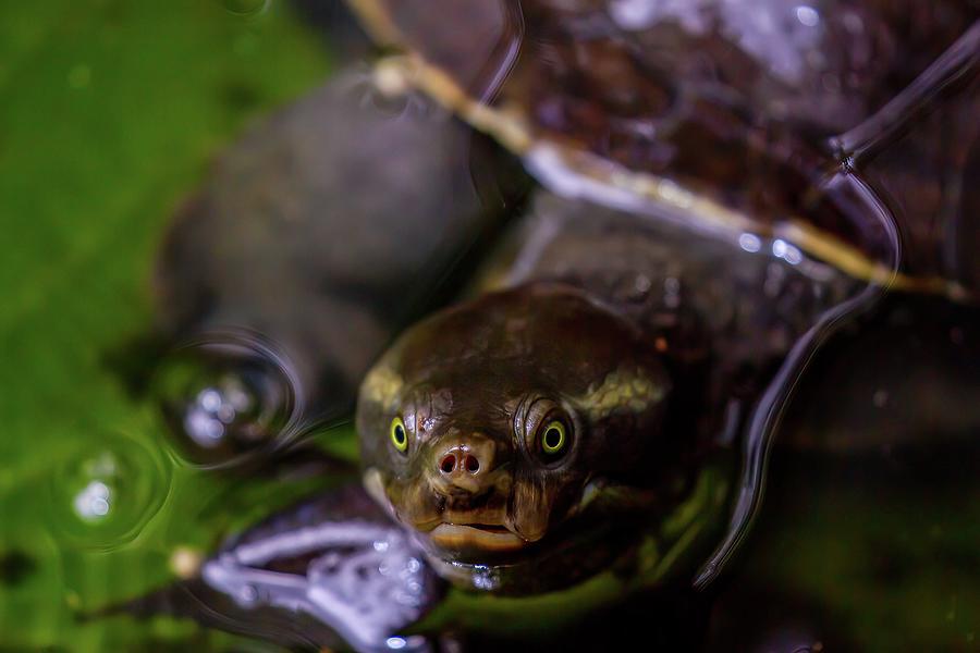 Pig nosed turtle Photograph by Karen Foley - Fine Art America