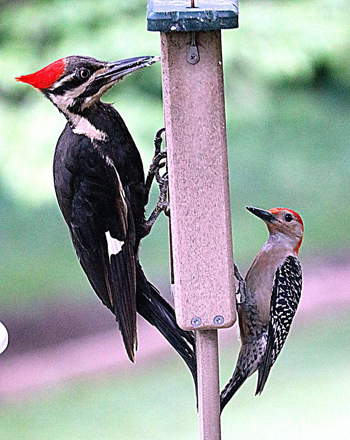 Pileated and Red Bellied Woodpeckers Photograph by Tom STRUTZ - Pixels