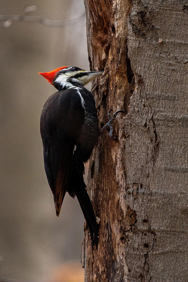 Pileated Woodpecker 7 Photograph by Michelle McPhillips - Fine Art America