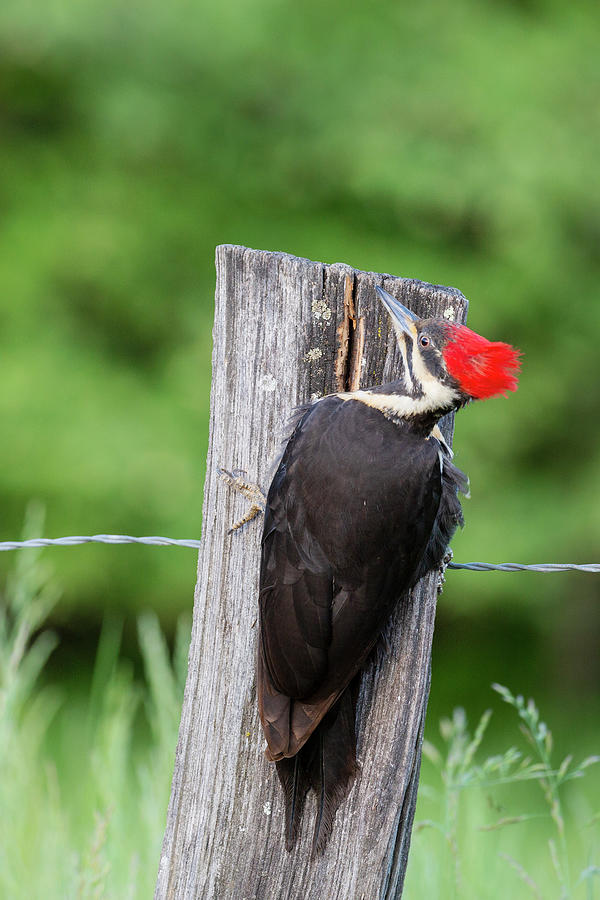 Pileated Woodpecker Photograph by Daybreak Imagery - Fine Art America