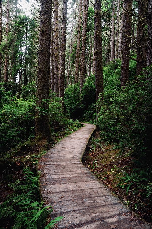Forest Path Photograph by Trevor McBroom - Fine Art America