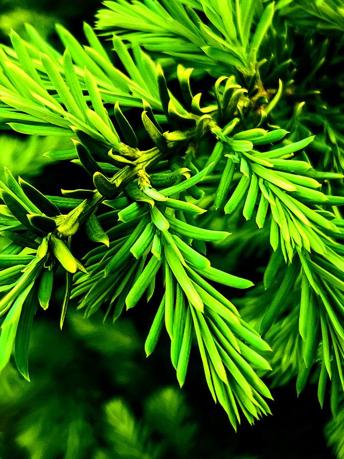 Pine Photograph by Nicole Reyes - Fine Art America